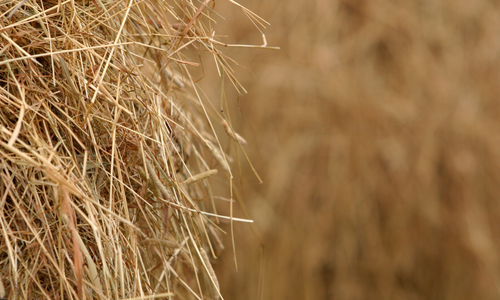 Hay & Bedding - Burlington, NC - Isley Farm Supply